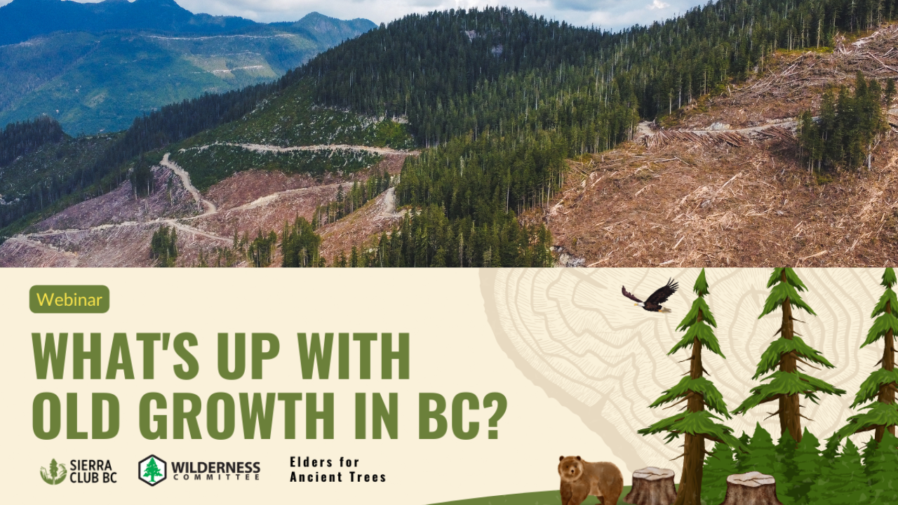 Webinar Old Growth Forests In British Columbia Current Status And